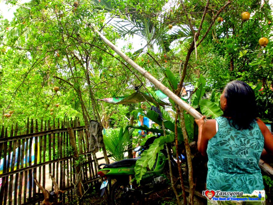 🍋 Pomegranate Fruit AKA Granada Fruit - My First Time In Marinduque ...
